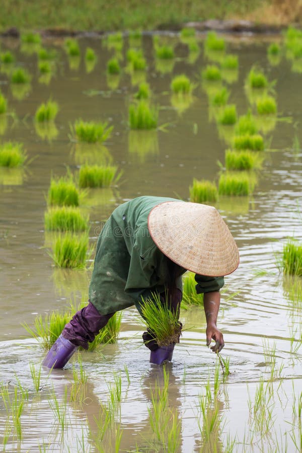 Vietnam Farmer Growth Rice on the Field Stock Image - Image of delta ...