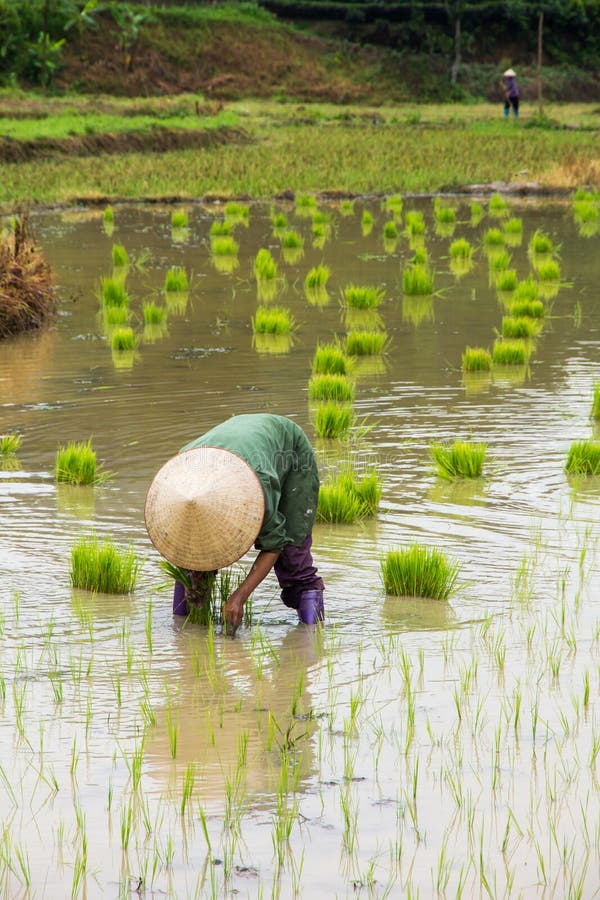 Vietnam Farmer Growth Rice on the Field Stock Image - Image of nature ...