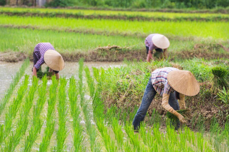 Vietnam Farmer Growth Rice on the Field Stock Image - Image of life ...
