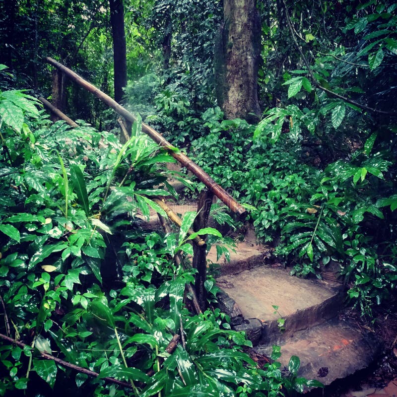 Stairs in Jungle stock image. Image of exotic, amazing - 128070039