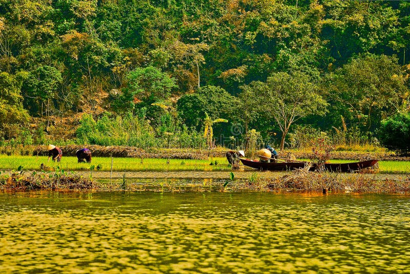 Vietnam People Harvest Rice from the Rice Field by River Stock Photo ...