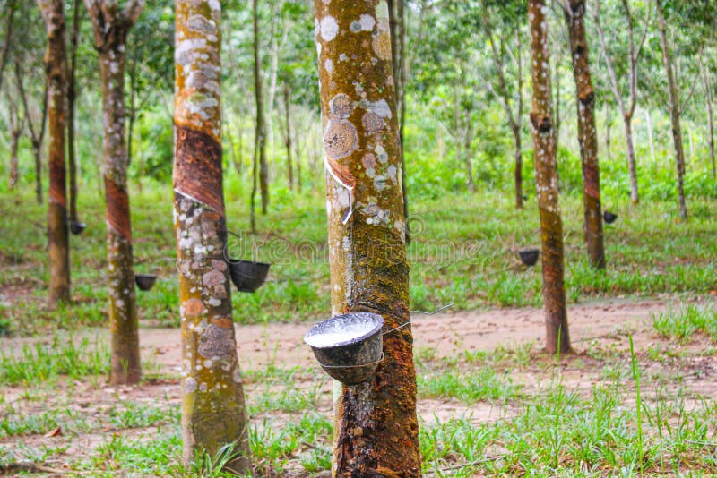 Vietnam Rubber Tree,Tapping Latex Rubber Source of Natural Stock Image ...