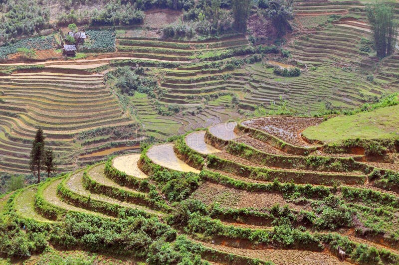 Vietnam, Sapa, Rice Terraces of Sapa Vietnam Stock Photo - Image of ...