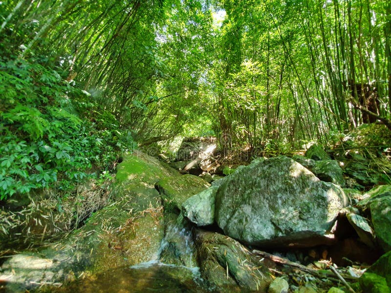 Vietnam Small Stream in Green Bamboo Forest Stock Photo - Image of ...