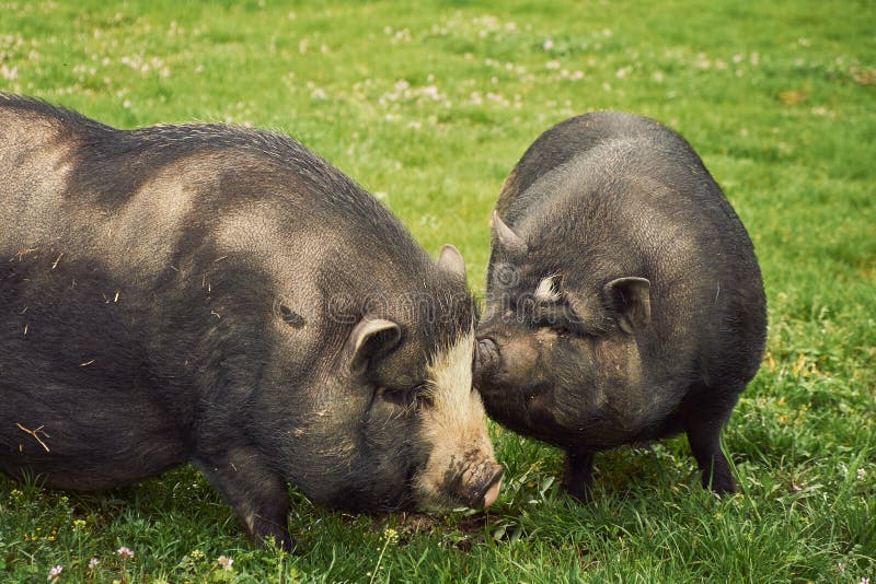 Vietnam svin fotografering för bildbyråer. Bild av gulligt - 56625159