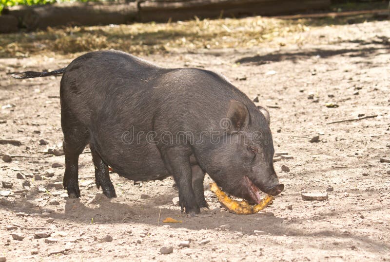 Vietnamees varken stock foto. Afbeelding bestaande uit nave - 20788828