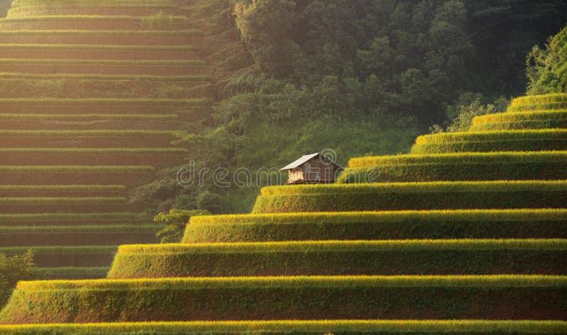 Vietnamese Beautiful Landscape Rice Field Stock Photo - Image of ...