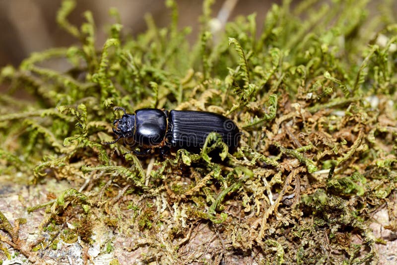 Vietnamese betsy beetle stock photo. Image of insects - 31191288