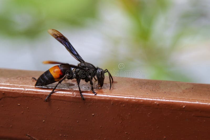 Vietnamese Big Wild Wasp, Close Up Stock Photo - Image of nest, shade ...