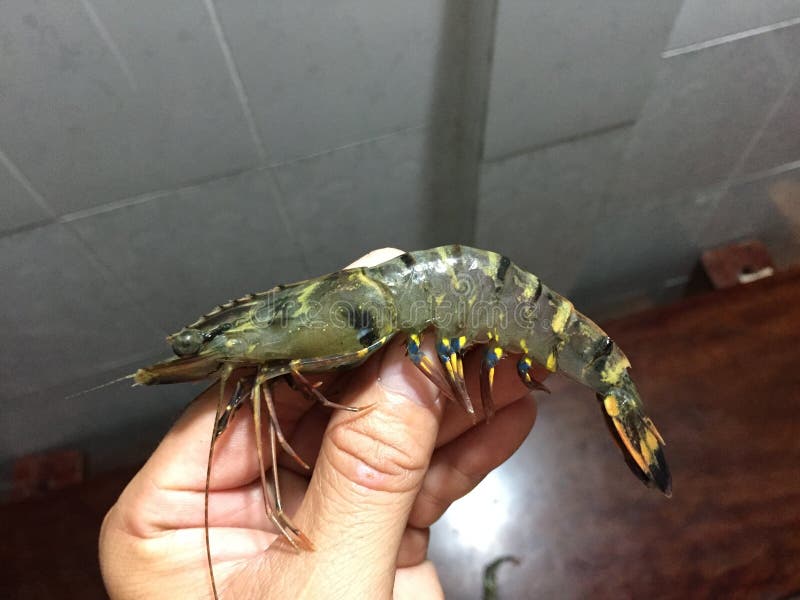 Vietnamese Black Tiger Shrimp, Penaeus Monodon Stock Photo - Image of ...