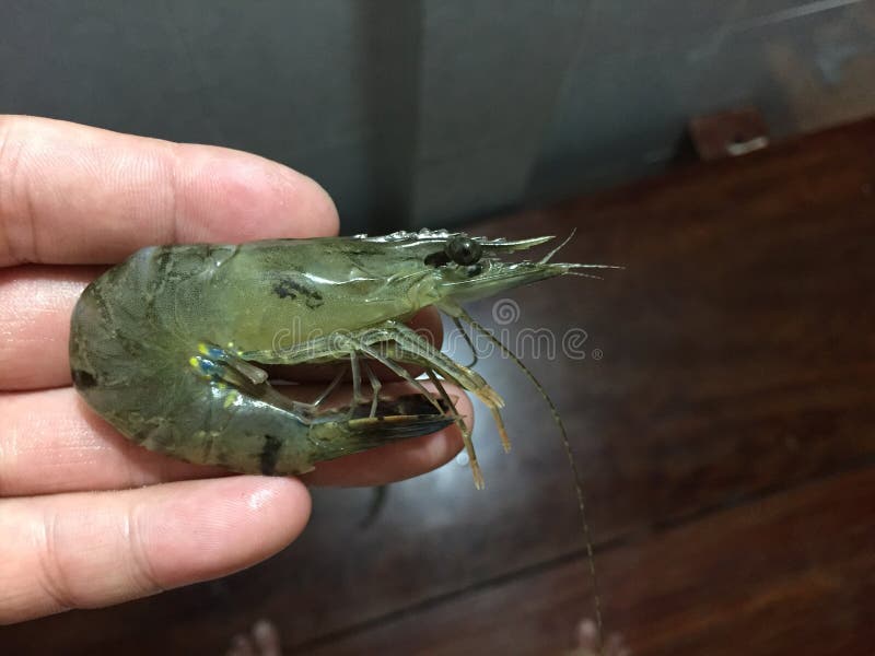 Vietnamese Black Tiger Shrimp, Penaeus Monodon Stock Image - Image of ...