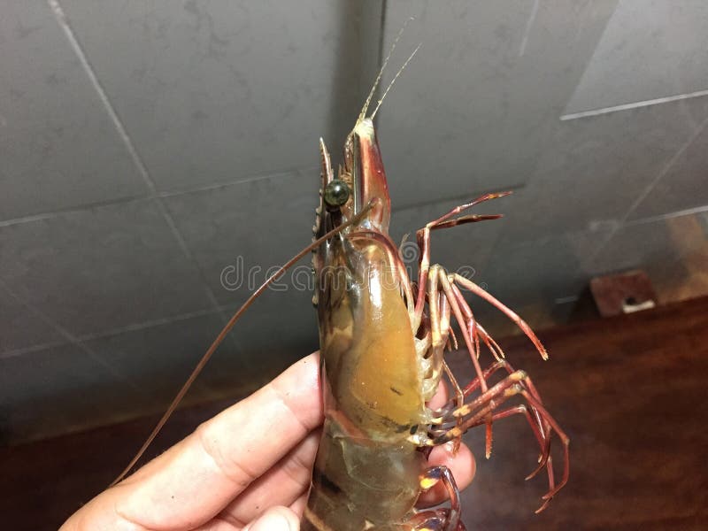 Vietnamese Black Tiger Shrimp, Penaeus Monodon Stock Image - Image of ...