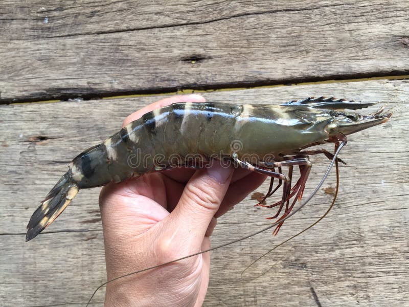 Big Penaeus Monodon Tiger Prawn in Hand of a Farmer Tiger Shrimp ...