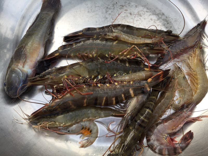 The Vietnamese Black Tiger Shrimp, Penaeus Monodon Stock Photo - Image ...