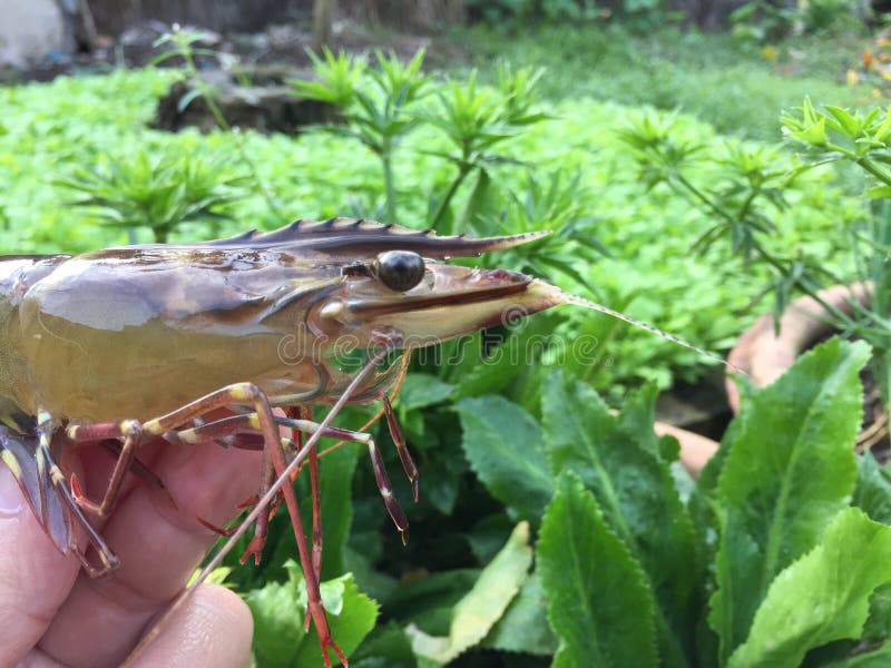 The Vietnamese Black Tiger Shrimp, Penaeus Monodon Stock Image - Image ...
