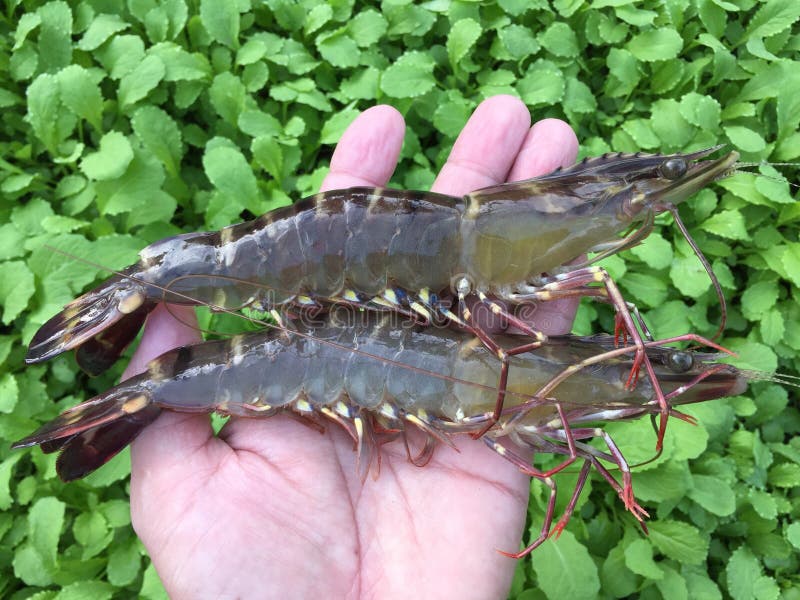 The Vietnamese Black Tiger Shrimp, Penaeus Monodon Stock Image - Image ...