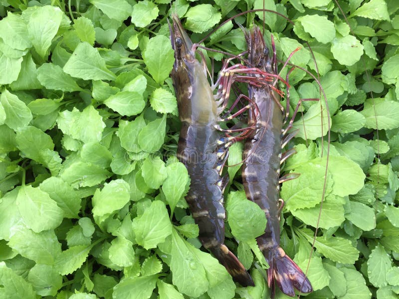 The Vietnamese Black Tiger Shrimp, Penaeus Monodon Stock Photo - Image ...