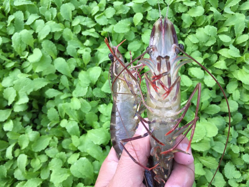 The Vietnamese Black Tiger Shrimp, Penaeus Monodon Stock Image - Image ...