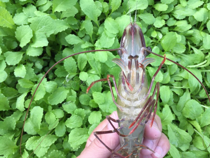 The Vietnamese Black Tiger Shrimp, Penaeus Monodon Stock Photo - Image ...