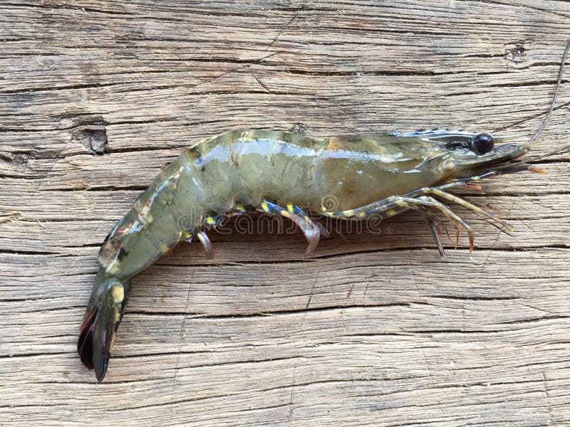 The Vietnamese Black Tiger Shrimp, Penaeus Monodon Stock Image - Image ...