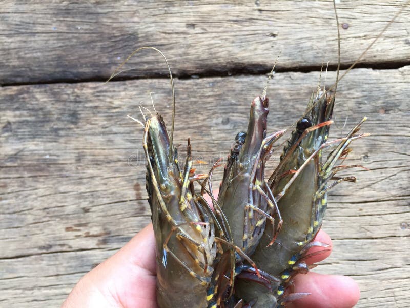 The Vietnamese Black Tiger Shrimp, Penaeus Monodon Stock Image - Image ...