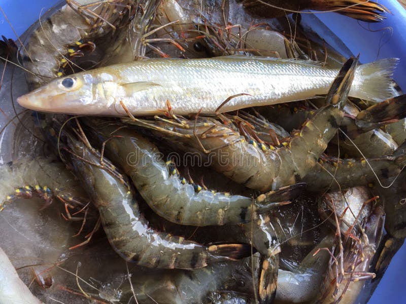 The Vietnamese Black Tiger Shrimp, Penaeus Monodon Stock Image - Image ...