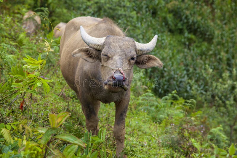 234 Vietnamese Bull Stock Photos - Free & Royalty-Free Stock Photos ...