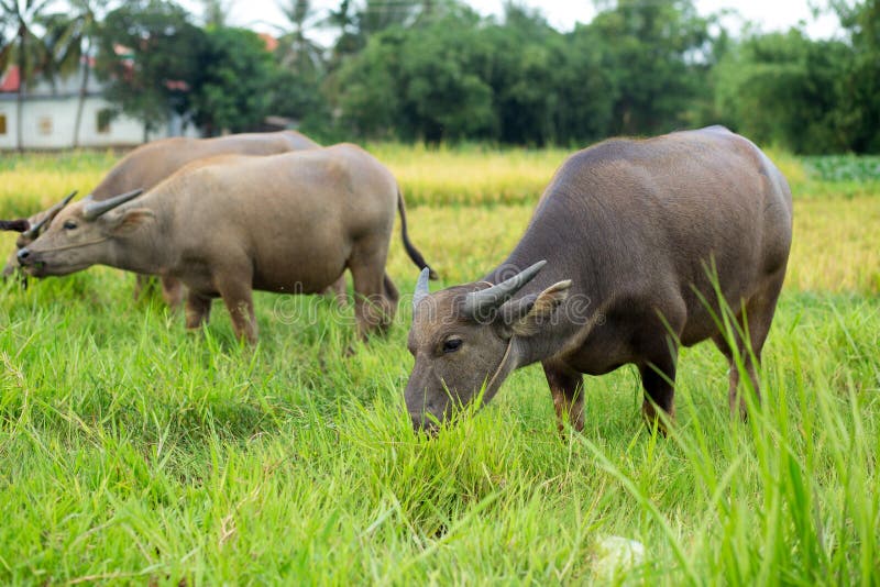 Vietnamese caws stock image. Image of livestock, asia - 74282761