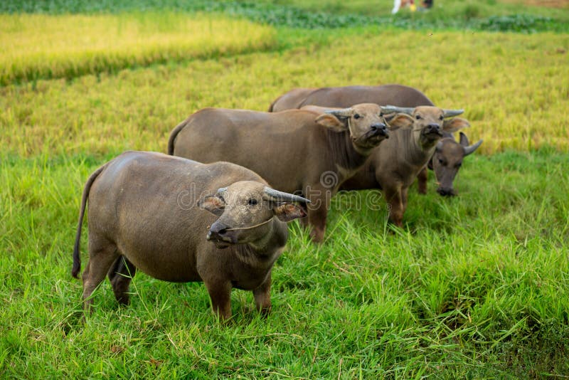 Vietnamese caws stock photo. Image of land, funky, bull - 74284294
