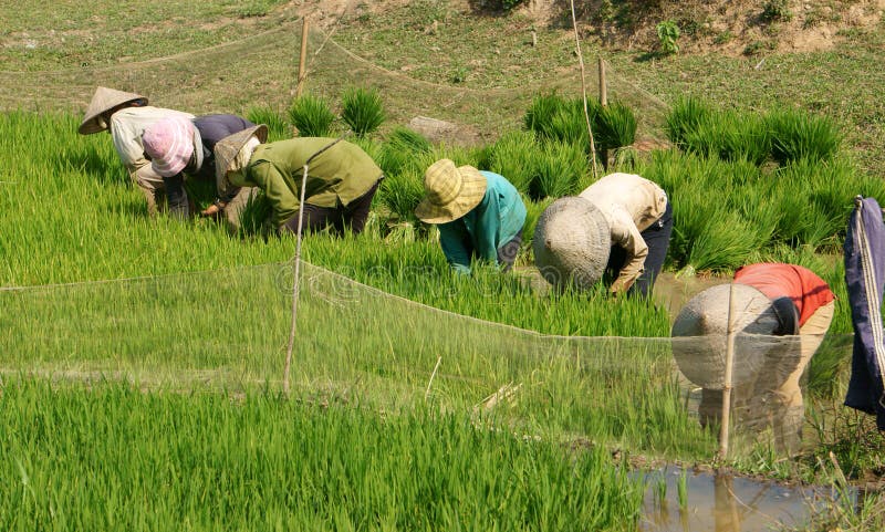 Vietnamese Farmer Sow Rice Paddy Field Stock Photos - Free & Royalty ...