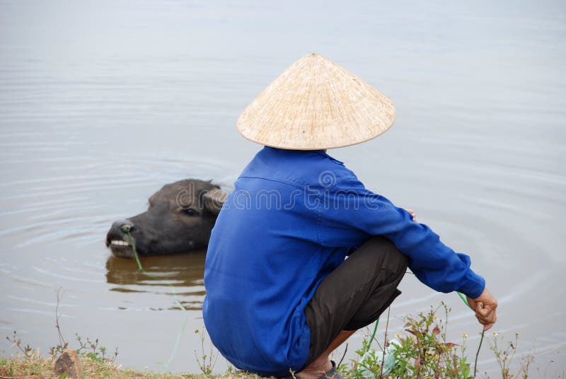 Vietnamese Farmer with Water Buffalo Stock Photo - Image of chilling ...