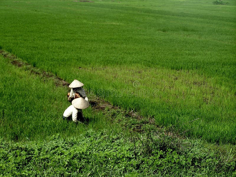 Vietnamese farmers stock photo. Image of agriculture, travel - 1105136