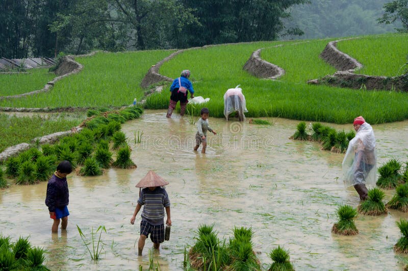 Vietnamese Farmers in Rice Field Editorial Stock Image - Image of ...