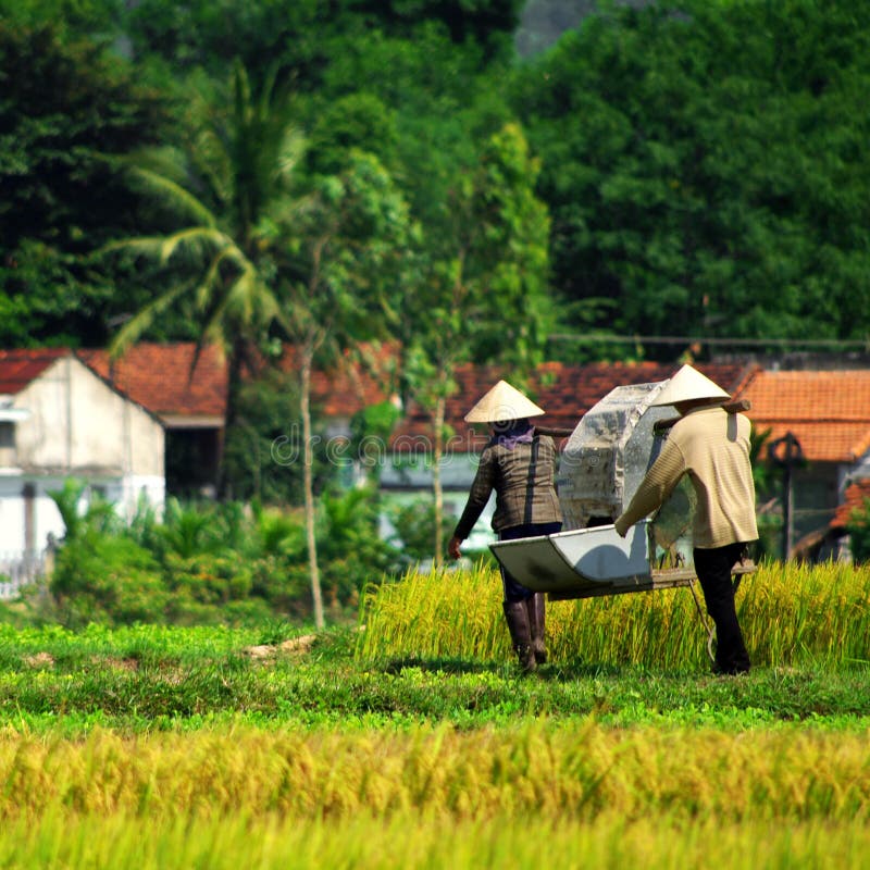 Vietnamese farmer stock image. Image of crop, heritage - 25944809