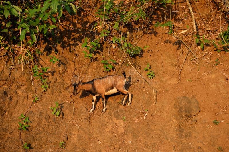 Vietnamese Goats are Eating Grass in Nature Stock Image - Image of ...