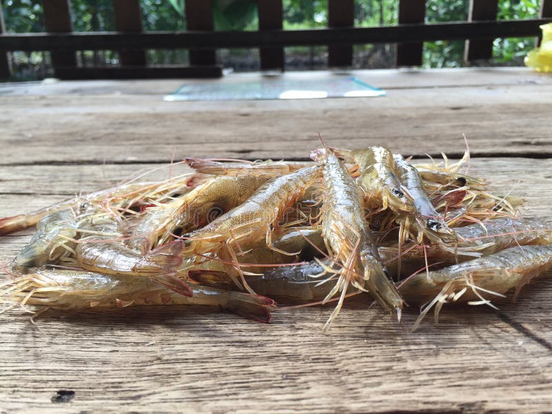 The Vietnamese Greasyback Shrimp or Sand Shrimp, Metapenaeus Ensis ...