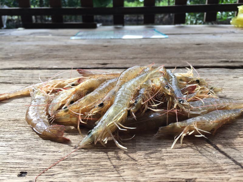 The Vietnamese Greasyback Shrimp or Sand Shrimp, Metapenaeus Ensis ...