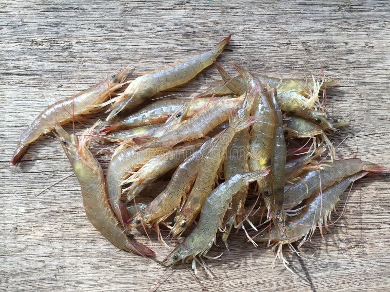 The Vietnamese Greasyback Shrimp or Sand Shrimp, Metapenaeus Ensis ...