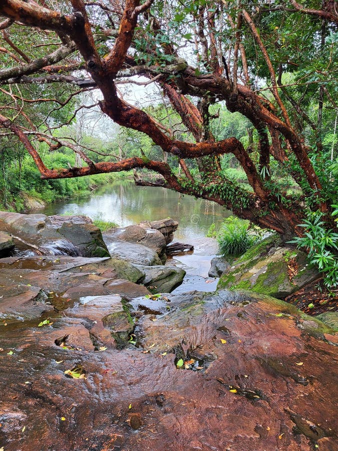 The Jungle in Vietnam with a Lake Stock Photo - Image of natural, brown ...