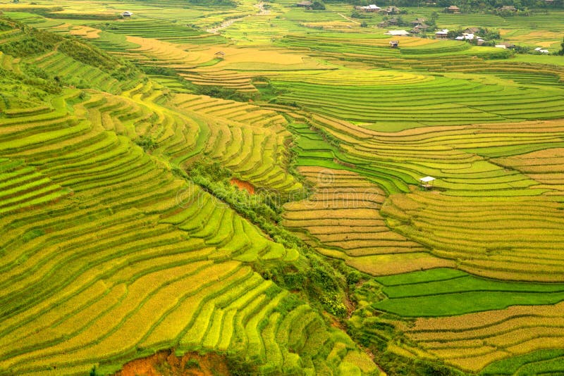 Vietnamese rice terrace stock image. Image of nature - 82107851