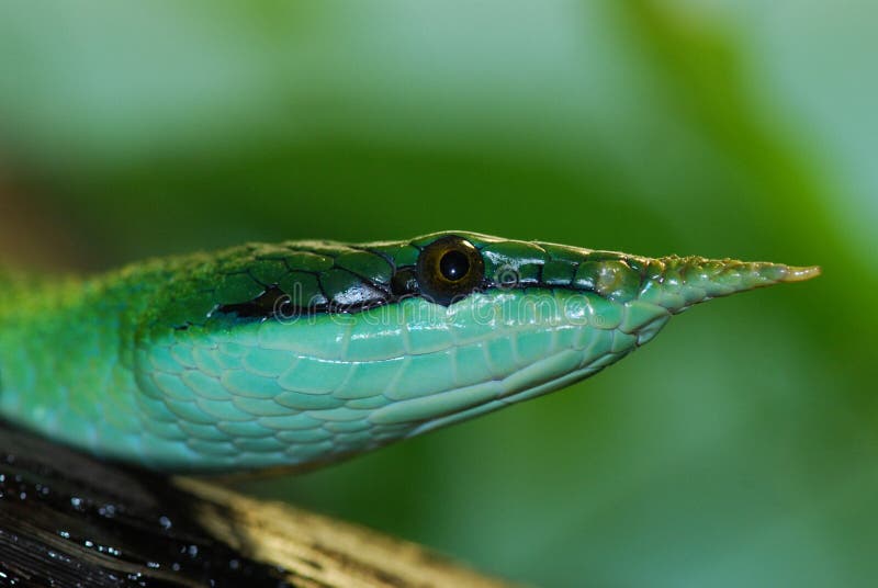 Vietnamese long-nose snake stock image. Image of vietam - 17459195