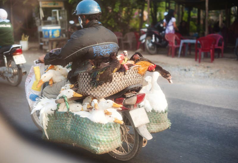 Vietnamese Man on Motorcycle Stock Image - Image of animal, driver ...
