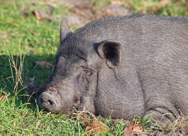 Vietnamese mini pig sleeps stock photo. Image of mammal - 61090872