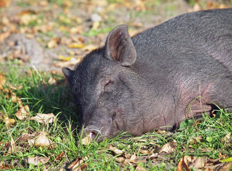 Vietnamese mini pig sleeps stock image. Image of hungry - 61091159