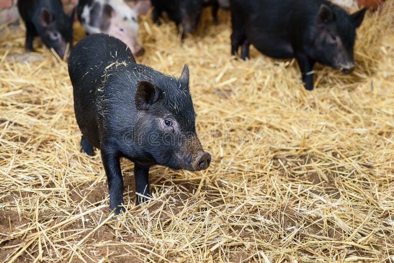 Vietnamese Mini Pigs Stay on Straw in Pig Sty Stock Photo - Image of ...