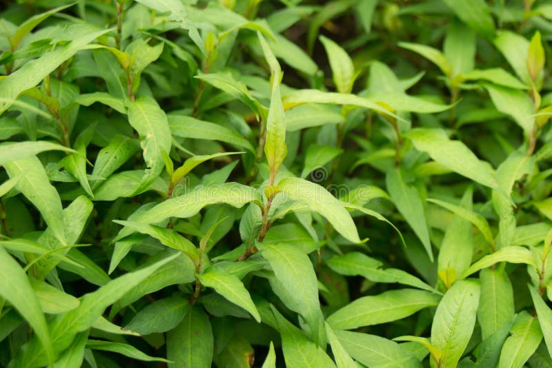 Vietnamese mint stock image. Image of vegetable, polygonaceae - 35513883