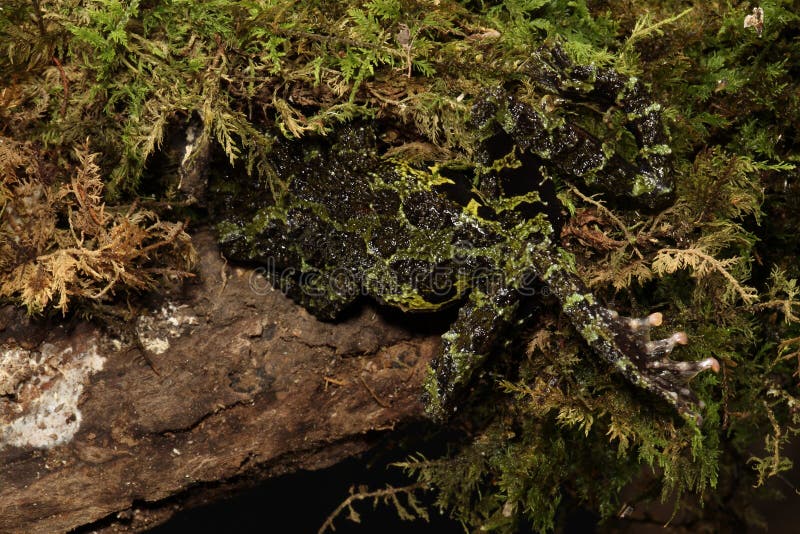 Vietnamese Mossy Frog stock photo. Image of central, forest - 26061172