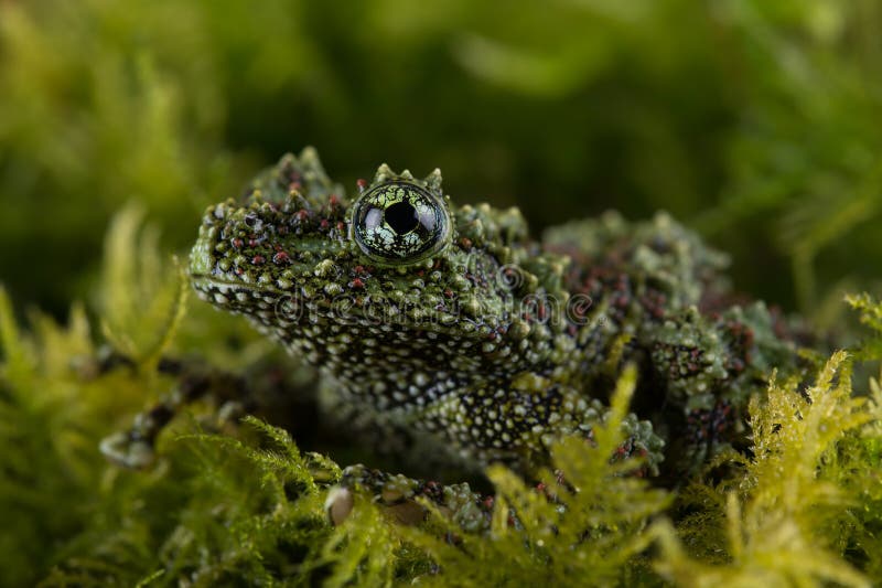 Vietnamese Mossy Frog stock photo. Image of central, forest - 26061172