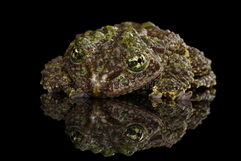 Vietnamese Mossy Frog stock photo. Image of central, forest - 26061172