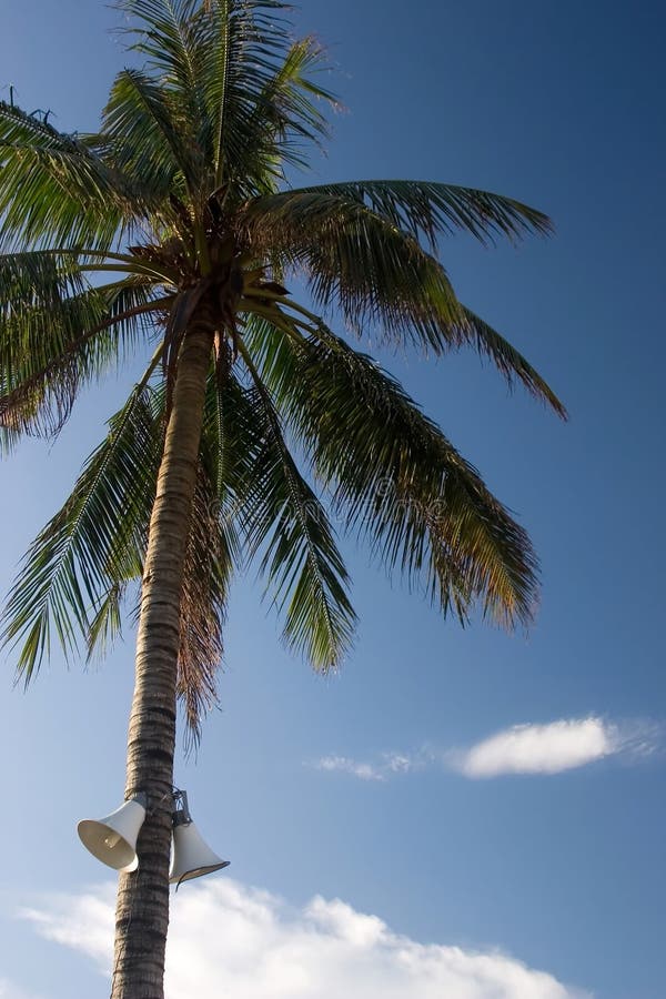 Vietnamese Palm Tree with Megaphone Stock Photo - Image of palmtree ...